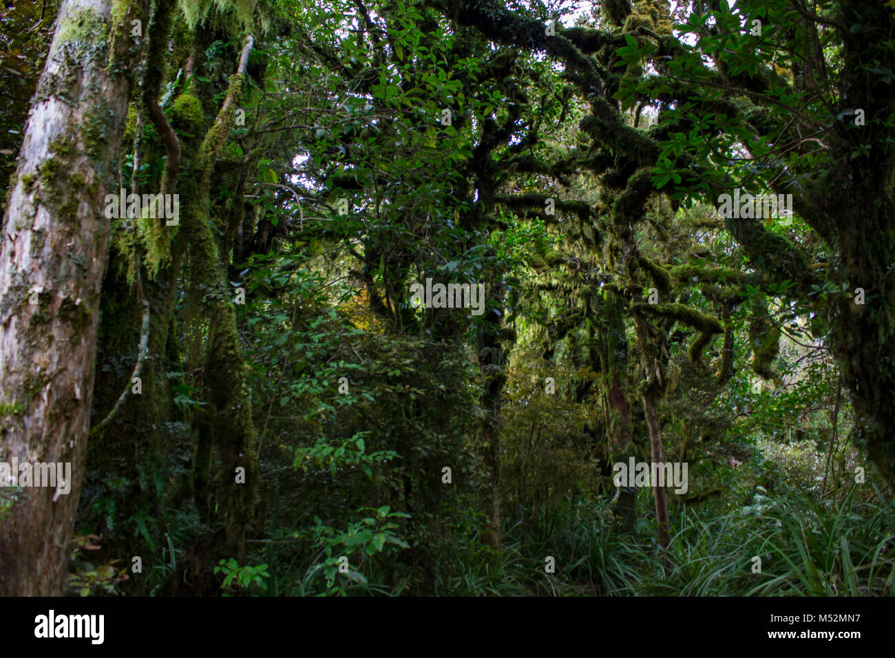 Photos Enchanted Forest