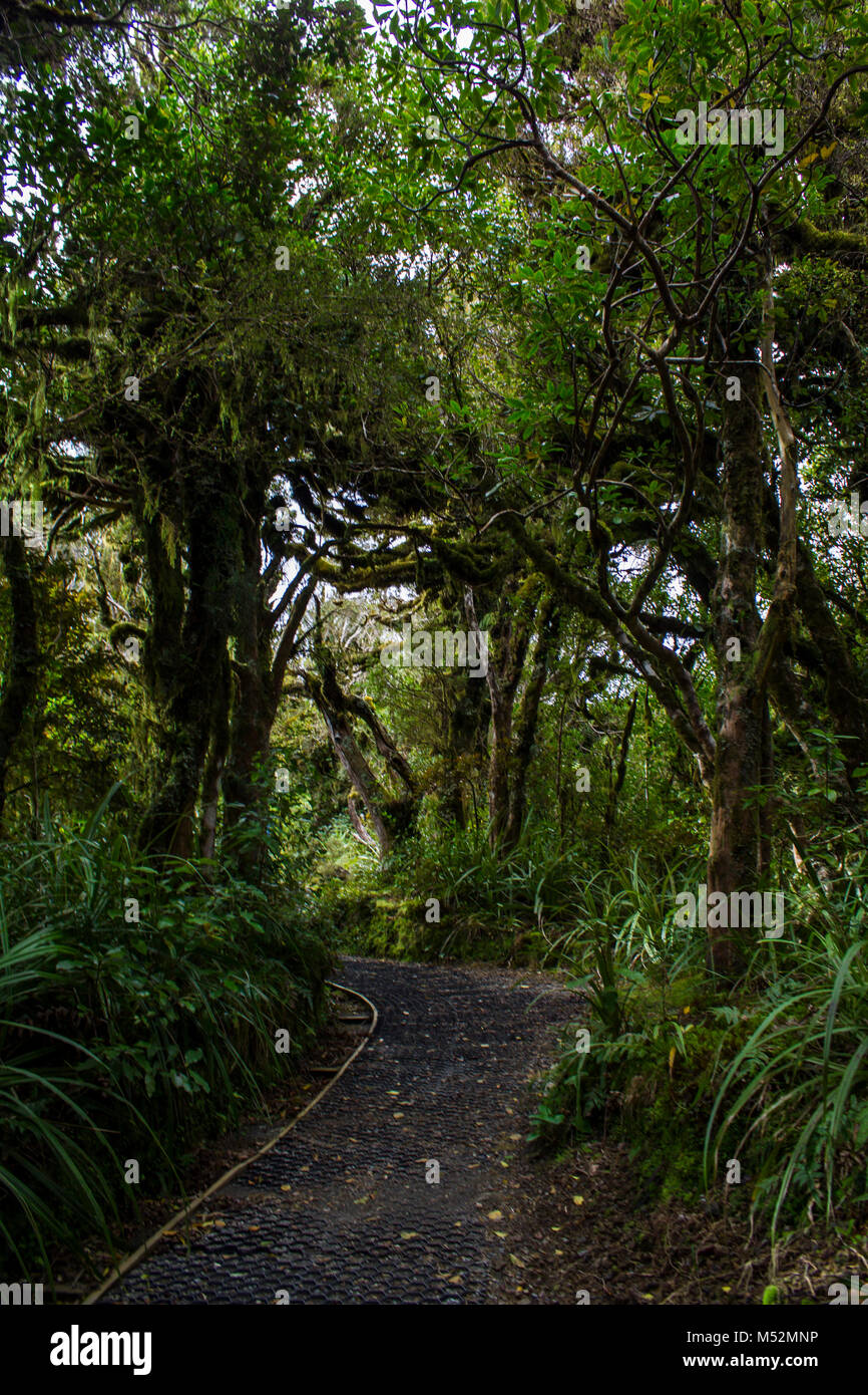 Rainforest new zealand hi-res stock photography and images - Alamy