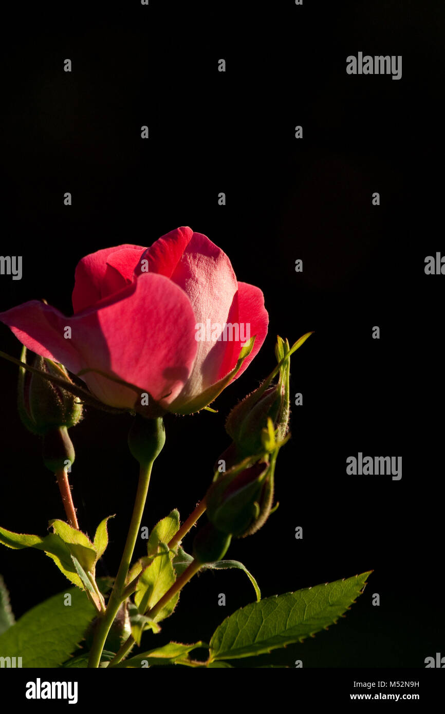 Miniature Rose Plant High Resolution Stock Photography and Images - Alamy