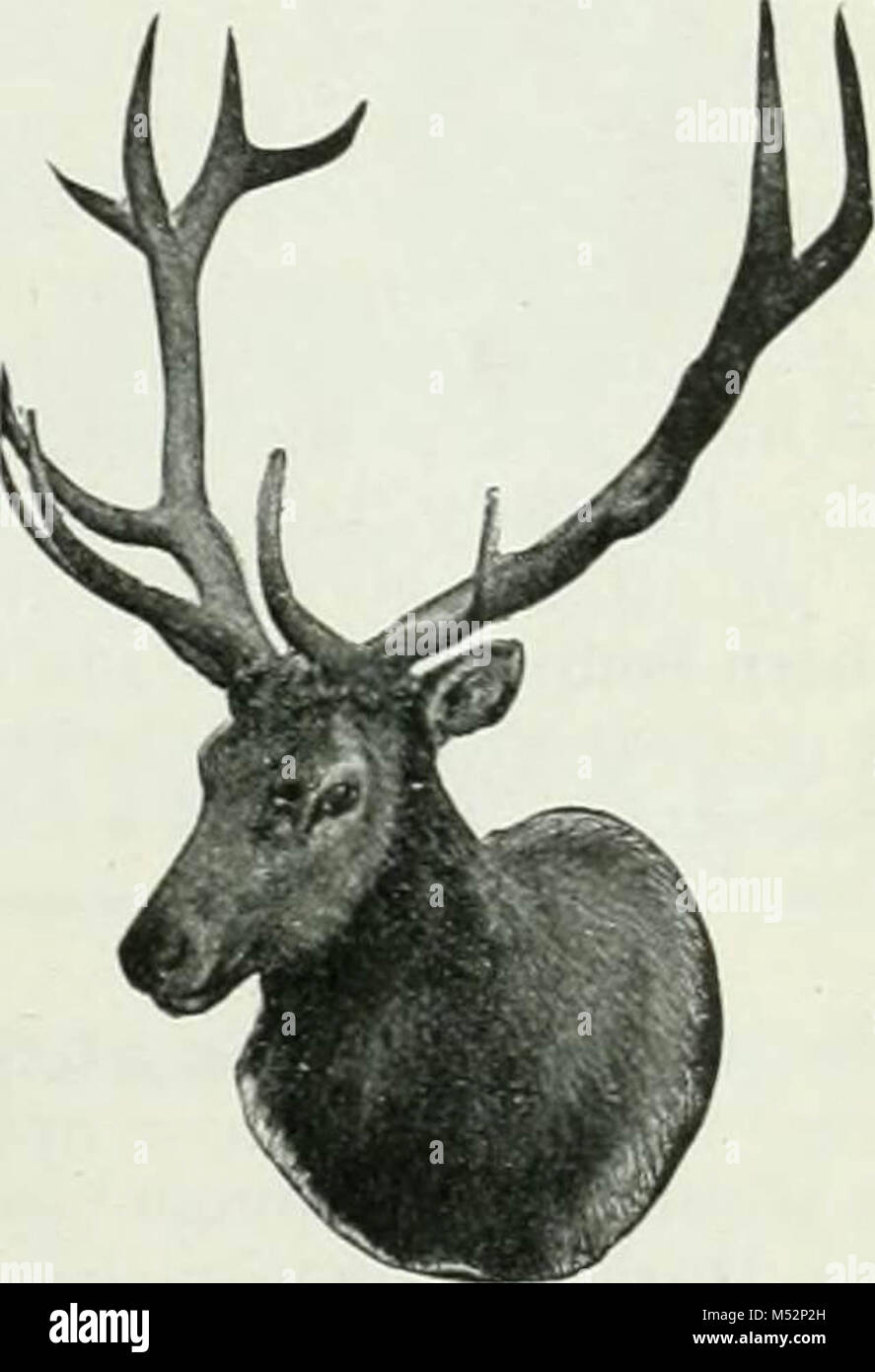 "Rod and gun" (1898 Stock Photo - Alamy