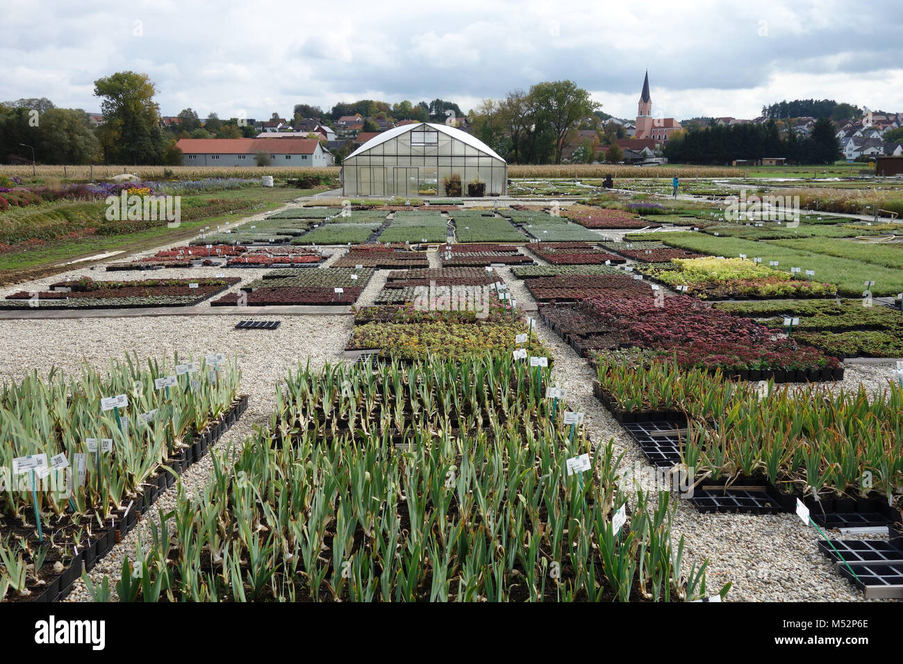 Perennial nursery High Resolution Stock Photography and Images - Alamy