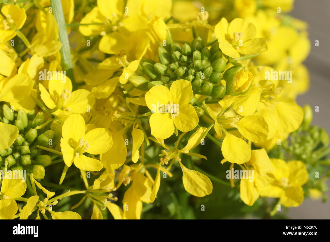 Sinapis Alba Seed High Resolution Stock Photography and Images - Alamy