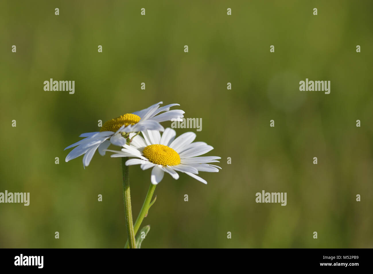 Closeup ox eye daisy hi-res stock photography and images - Alamy