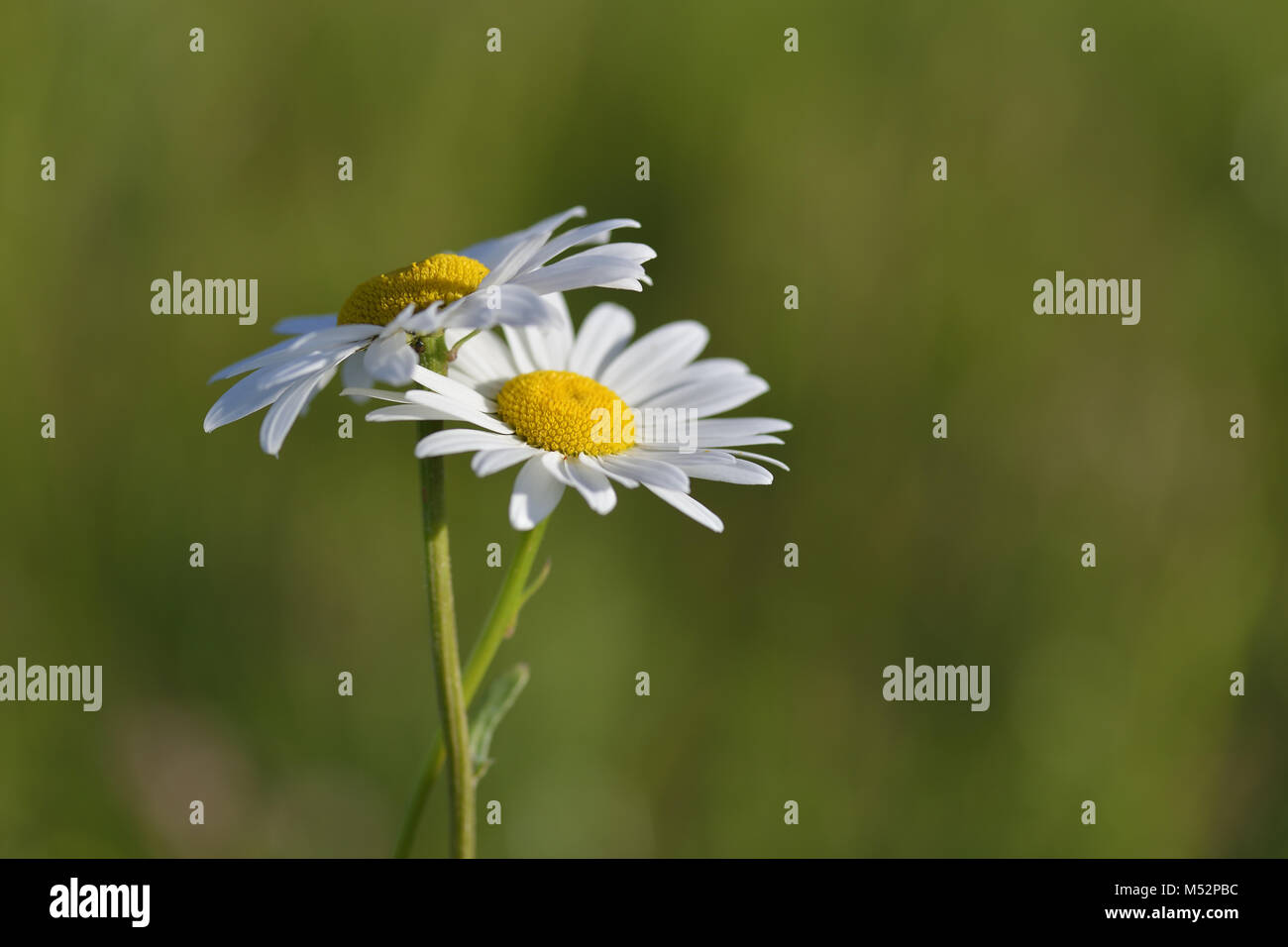 Closeup ox eye daisy hi-res stock photography and images - Alamy