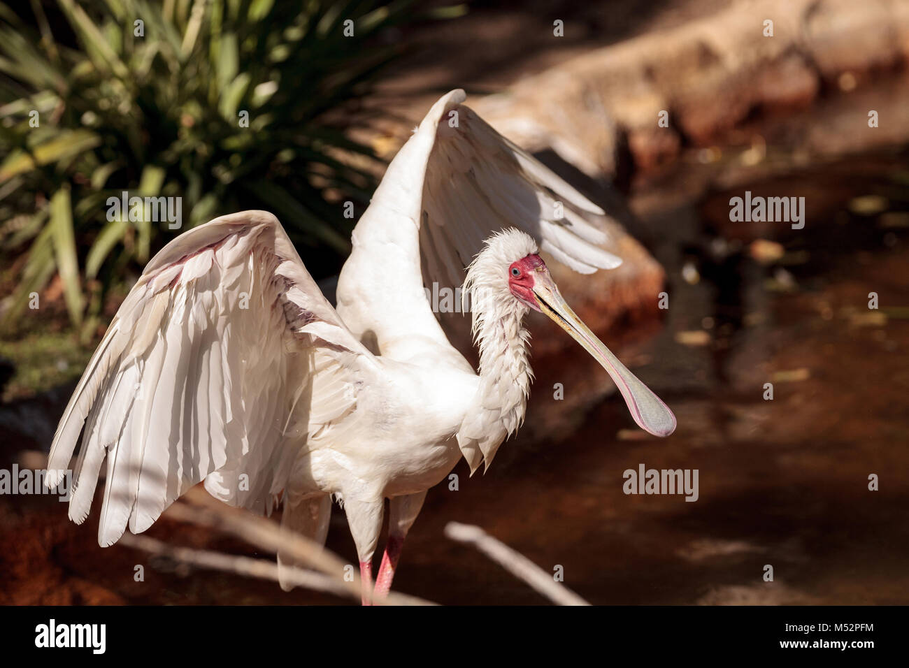 African spoonbill called Platalea alba Stock Photo - Alamy