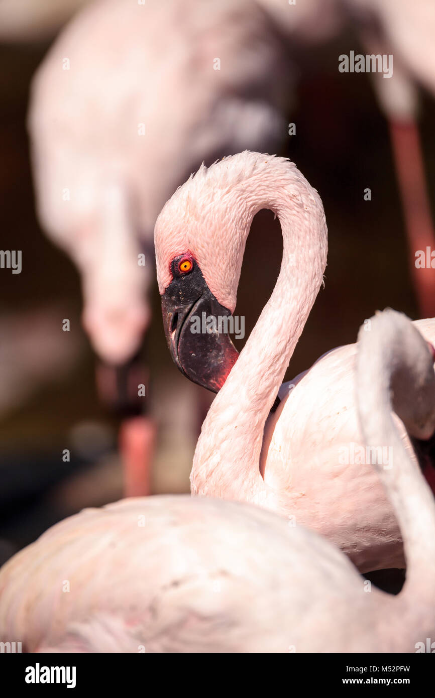 Pink lesser flamingo, Phoeniconaias minor Stock Photo - Alamy