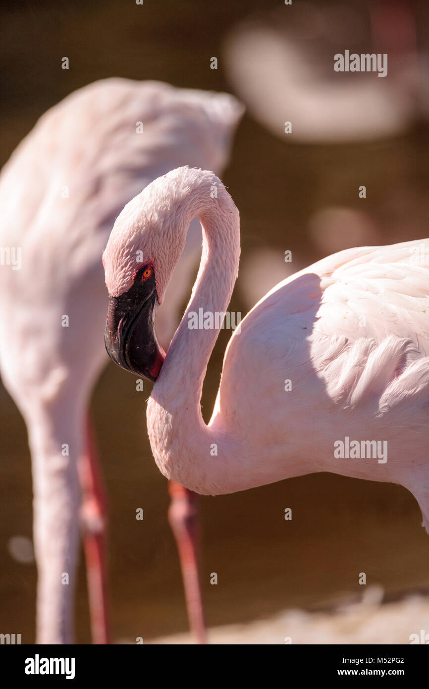 Pink lesser flamingo, Phoeniconaias minor Stock Photo - Alamy