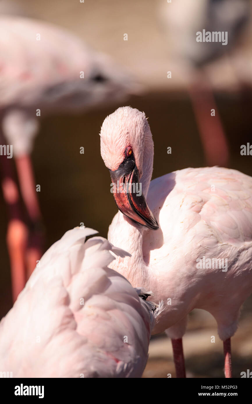 Pink lesser flamingo, Phoeniconaias minor Stock Photo - Alamy