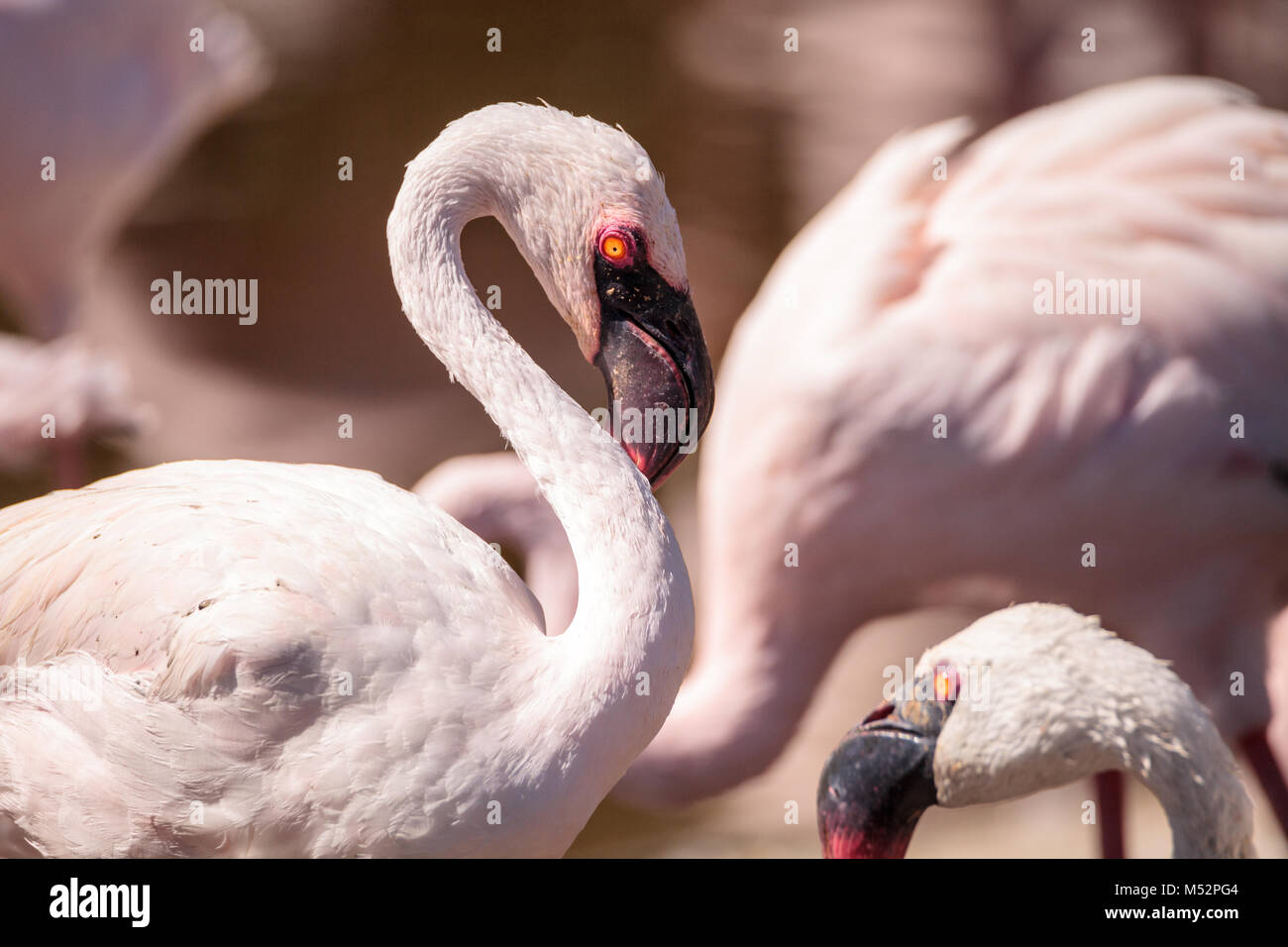 Pink lesser flamingo, Phoeniconaias minor Stock Photo - Alamy