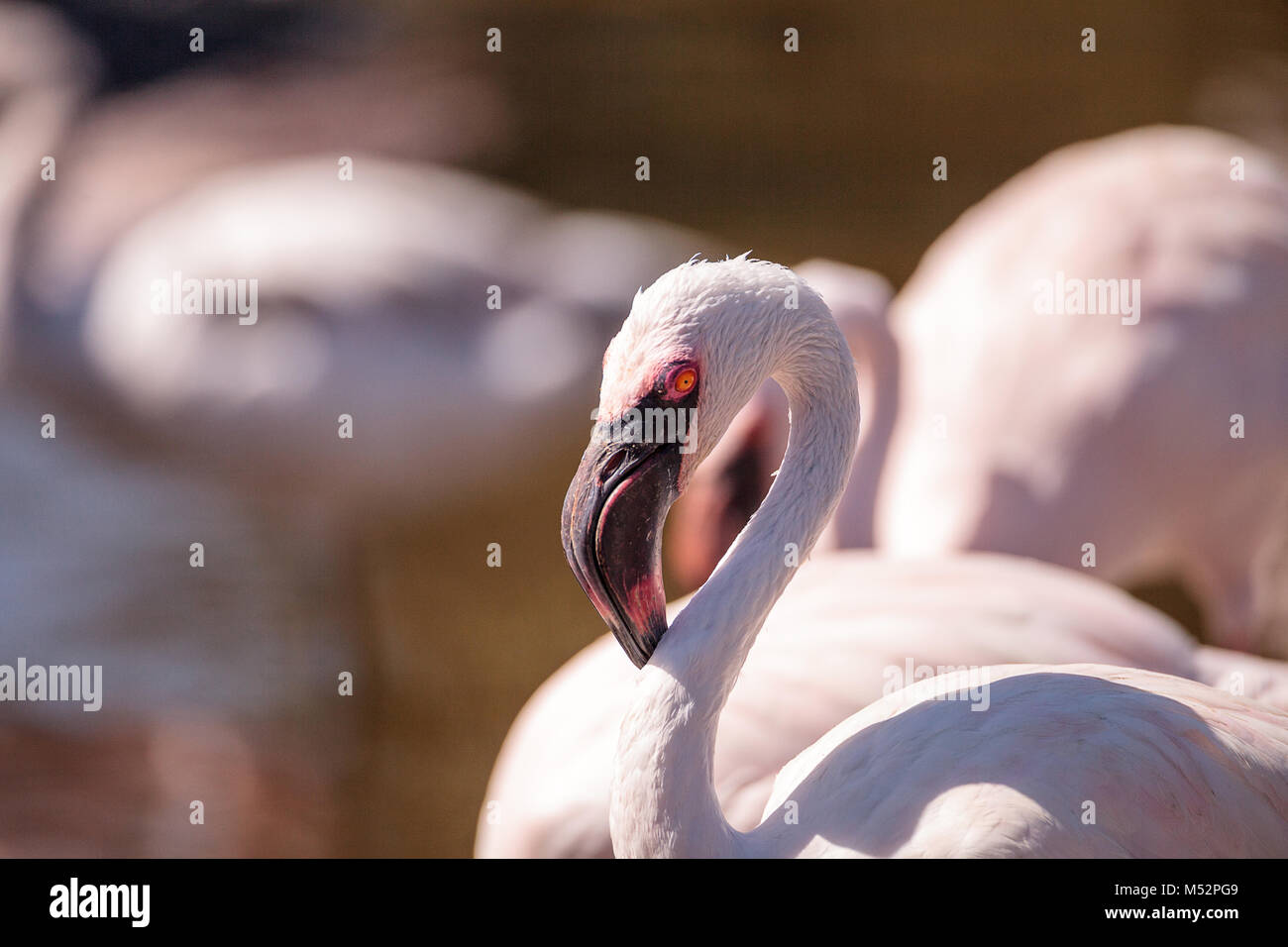 Pink lesser flamingo, Phoeniconaias minor Stock Photo - Alamy