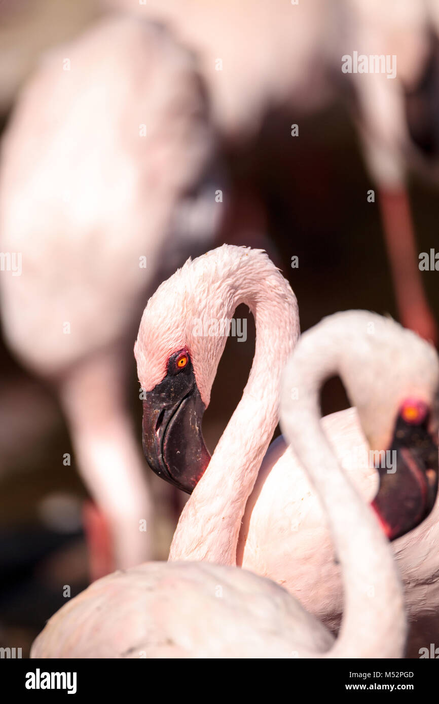 Pink lesser flamingo, Phoeniconaias minor Stock Photo - Alamy
