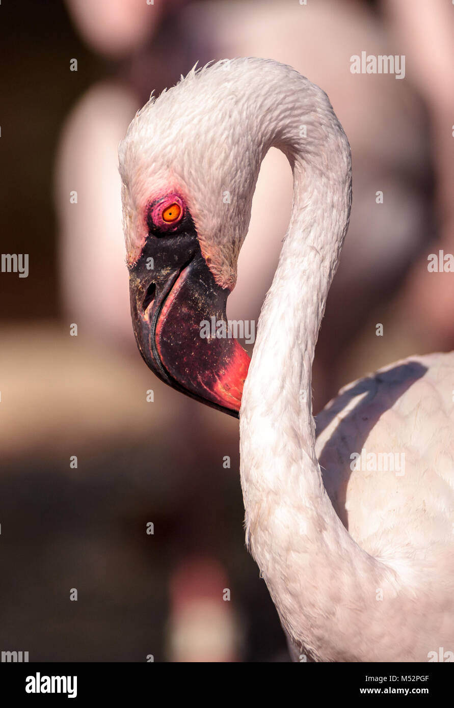 Pink lesser flamingo, Phoeniconaias minor Stock Photo - Alamy