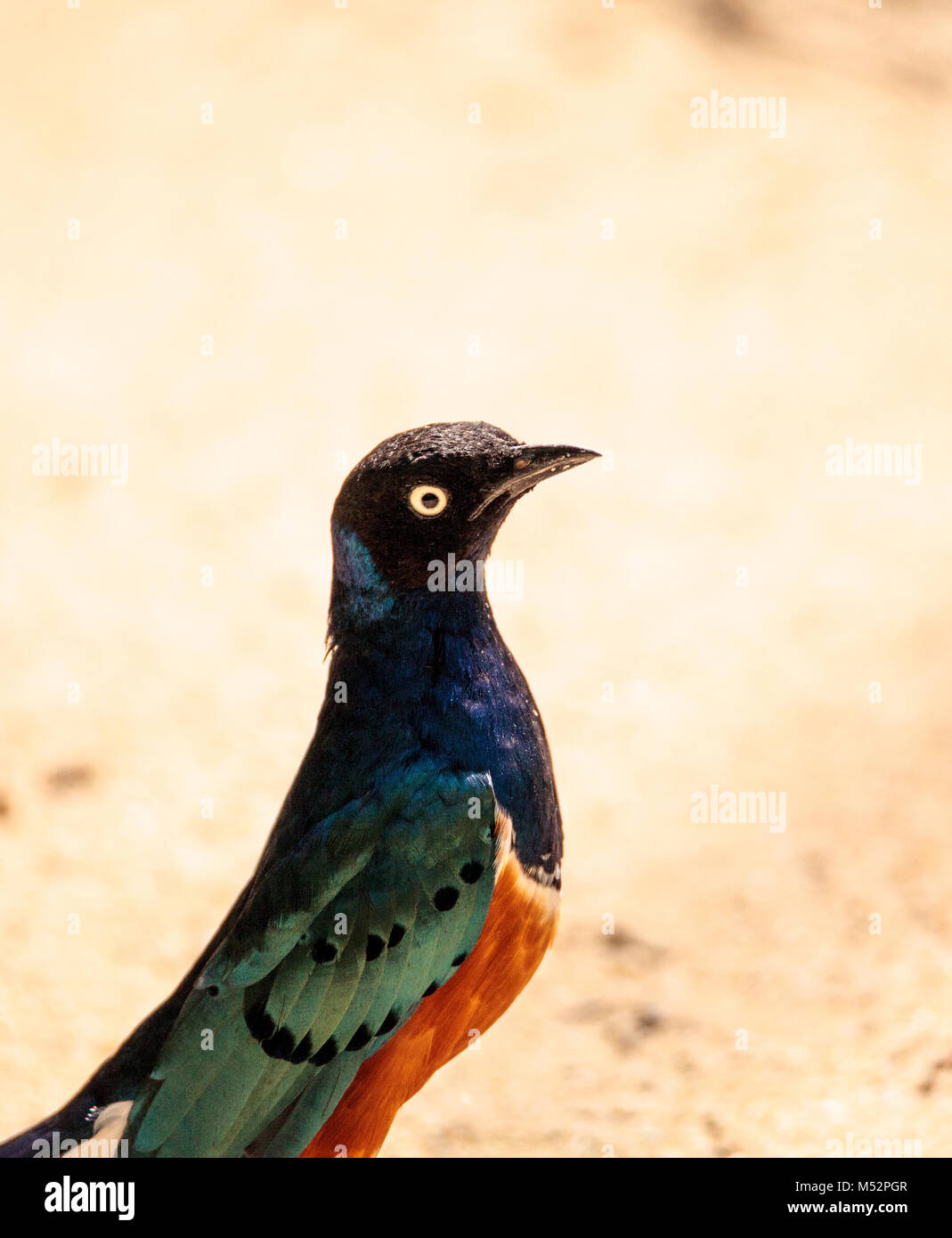 Superb starling called Lamprotornis superbus Stock Photo - Alamy