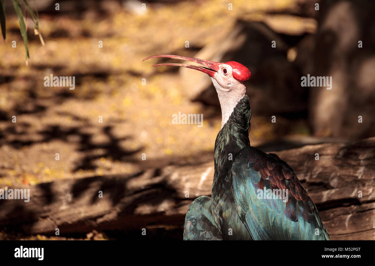 Southern bald ibis known as Geronticus calvus Stock Photo - Alamy