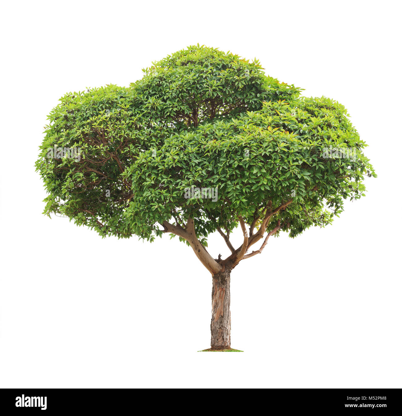 Tree on white background Stock Photo - Alamy