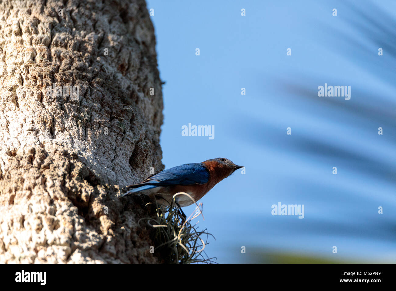 Eastern bluebird Sialia sialis perches on a pine tree in Naples ...