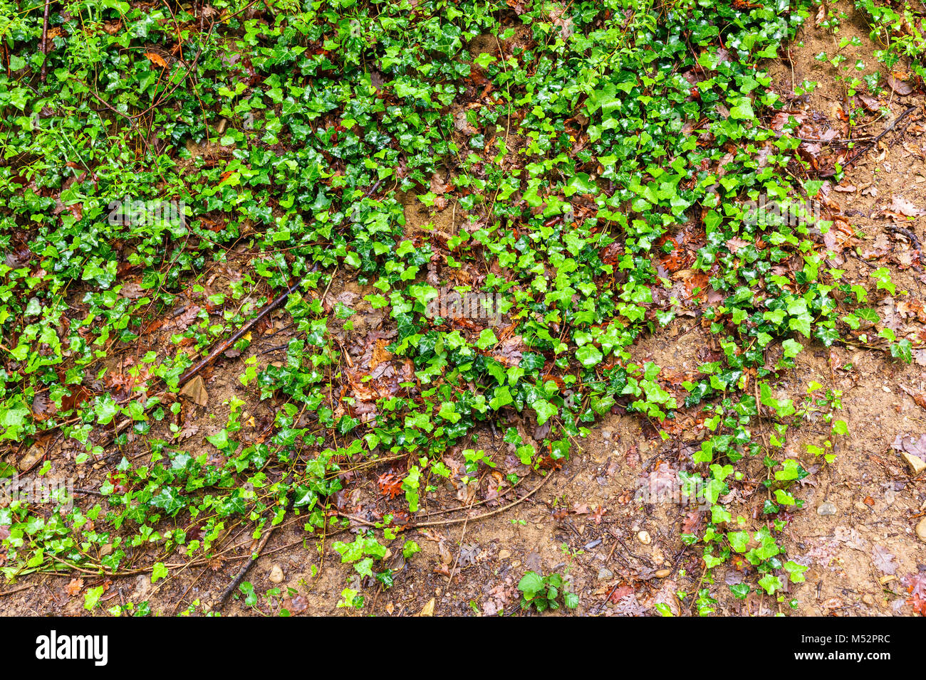 Ivy growing on the ground Stock Photo - Alamy