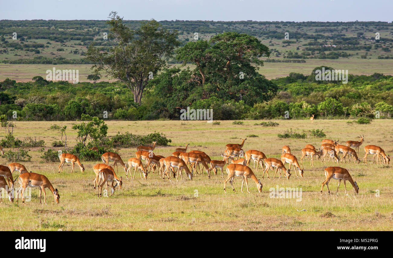 Herd of Impala antelope grazing at the savanna Stock Photo - Alamy