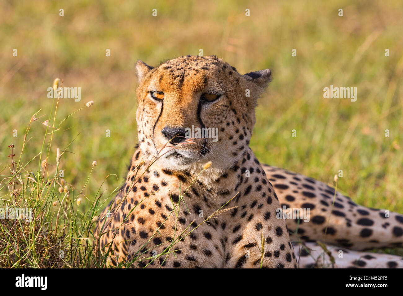 Cheetah in the grassland hi-res stock photography and images - Alamy