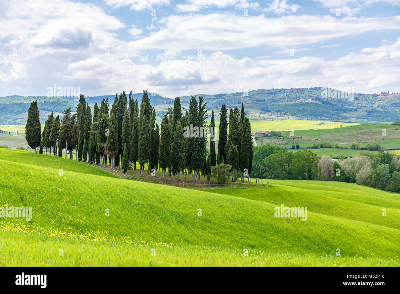 Cypress grove of trees in a rural Italian landscape Stock Photo - Alamy