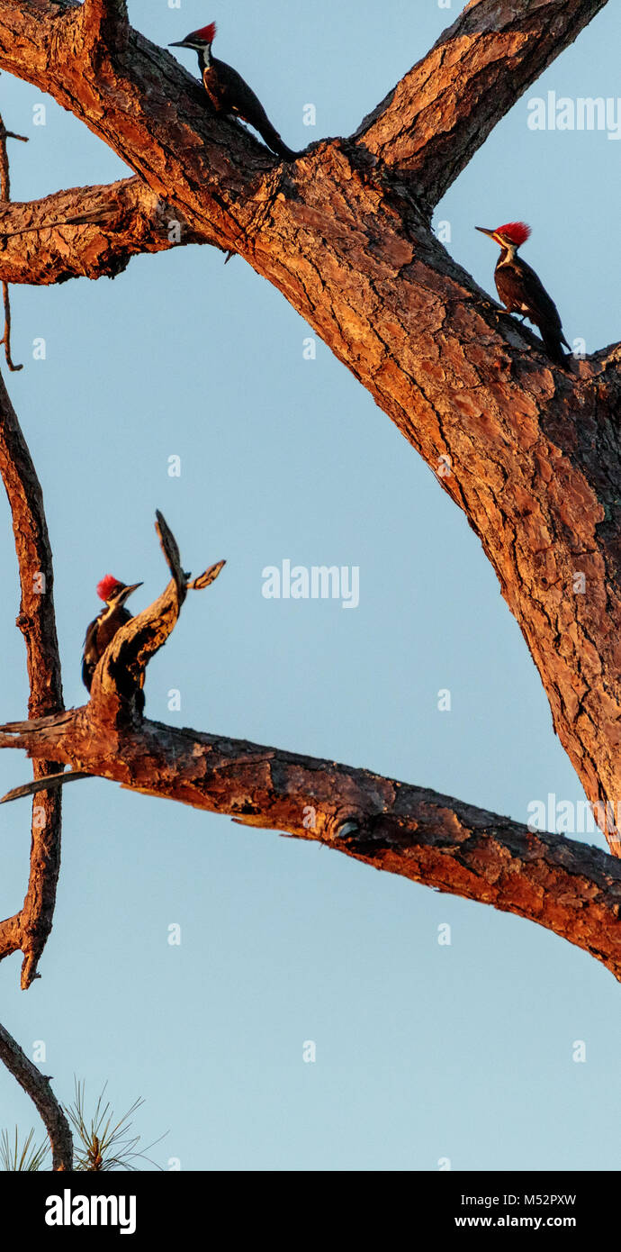 Three juvenile pileated woodpecker birds Dryocopus pileatus on a tree ...