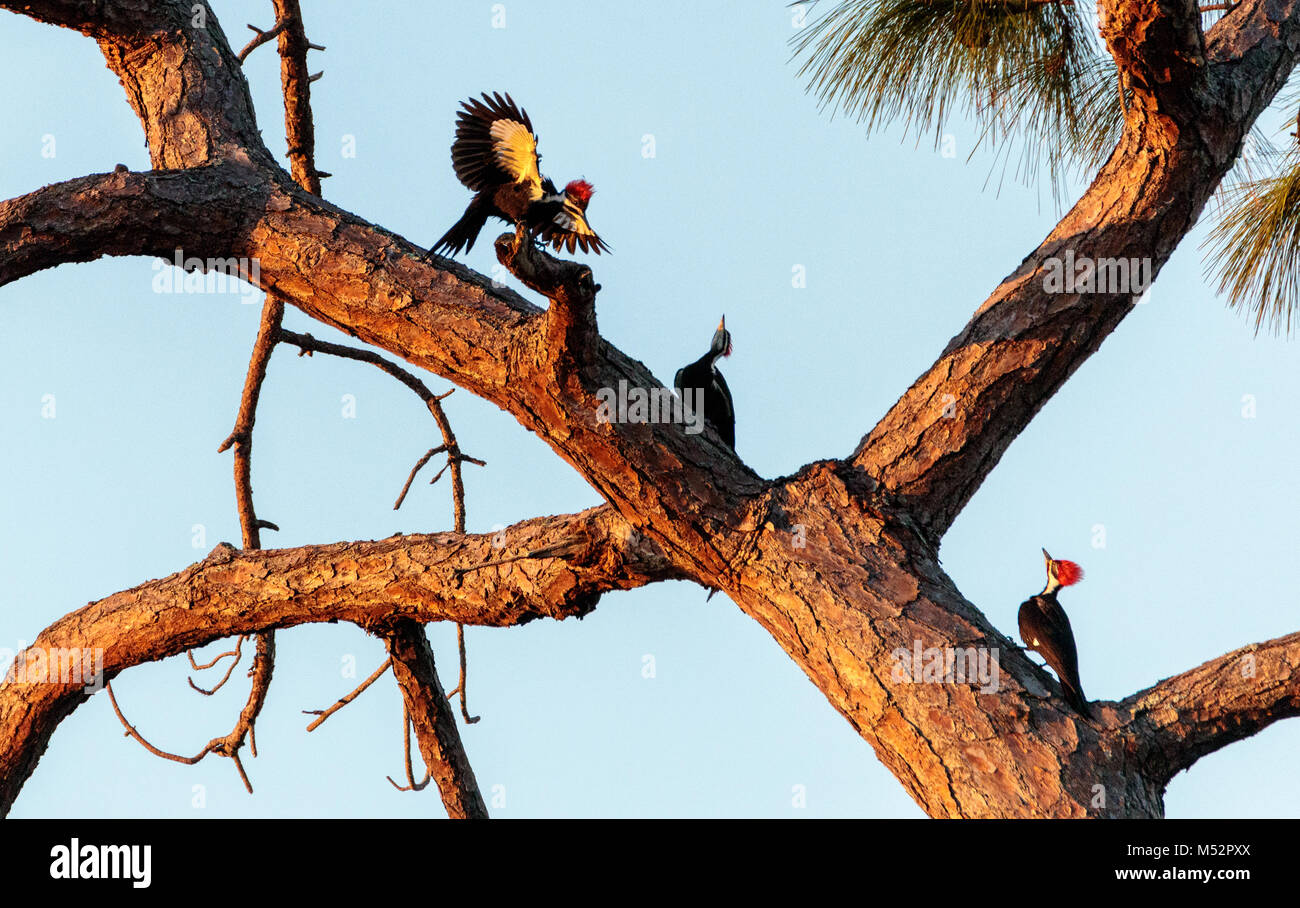 Three juvenile pileated woodpecker birds Dryocopus pileatus on a tree ...