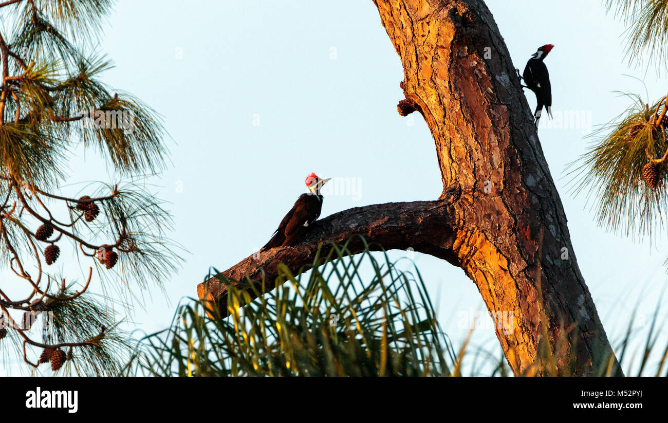 Juvenile Pileated Woodpecker High Resolution Stock Photography and ...