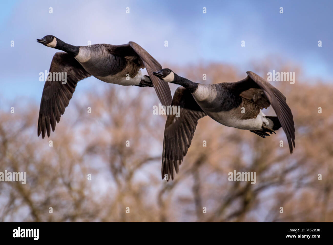 Gray goose pair hi-res stock photography and images - Alamy