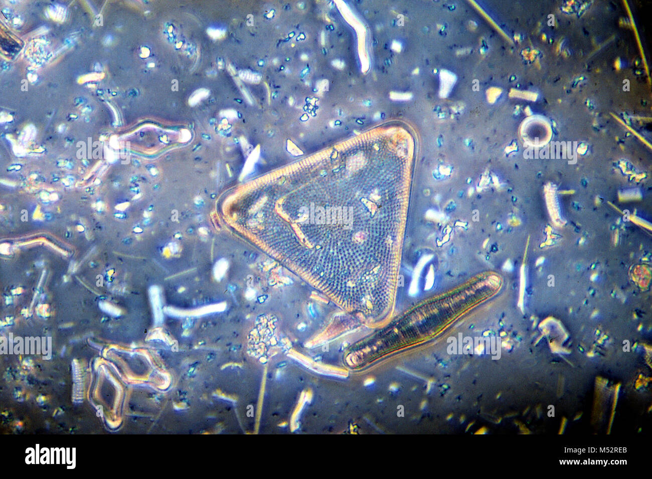Diatoms hi-res stock photography and images - Alamy
