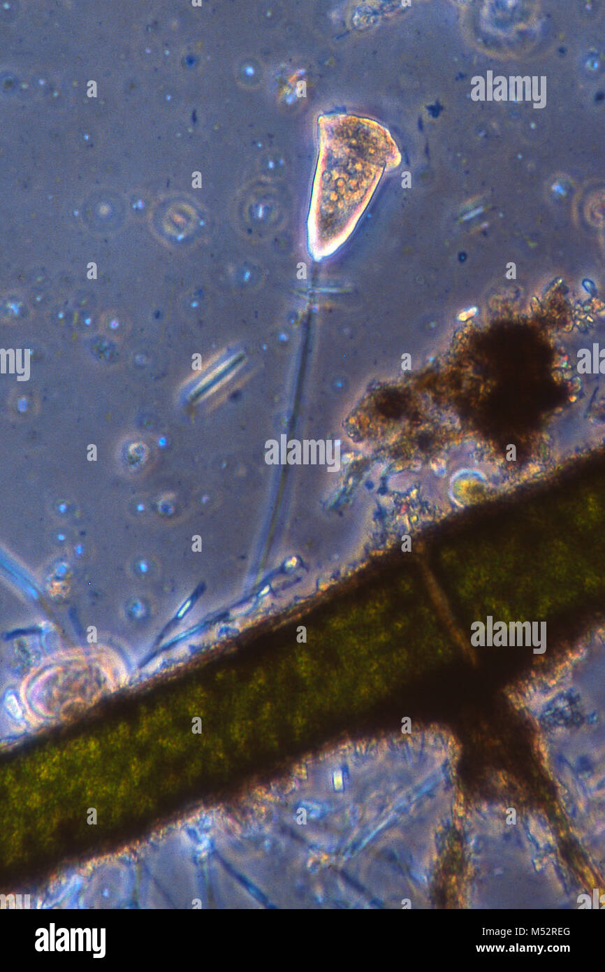 Magnified plankton hi-res stock photography and images - Alamy