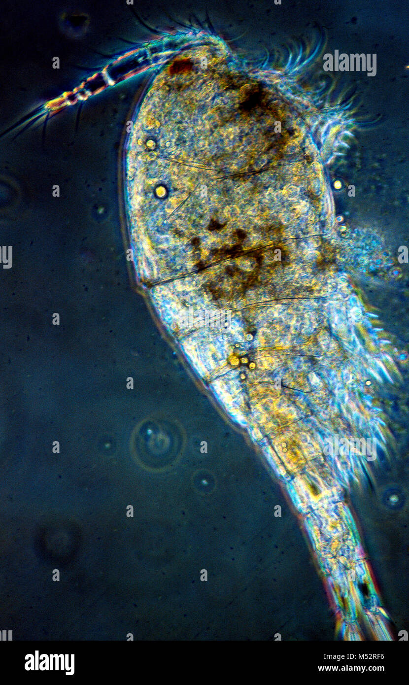 Microscopic plankton hi-res stock photography and images - Alamy