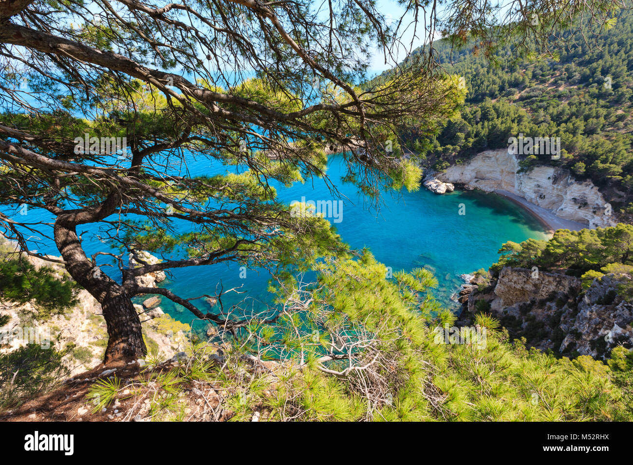 Beautiful calm bay pine hi-res stock photography and images - Alamy