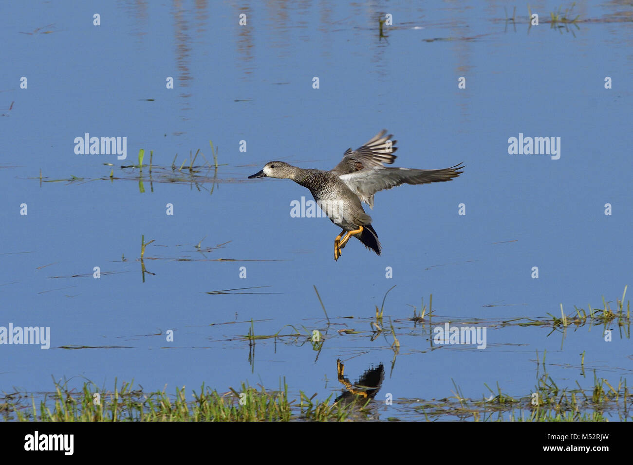Gadwall feeding hi-res stock photography and images - Alamy