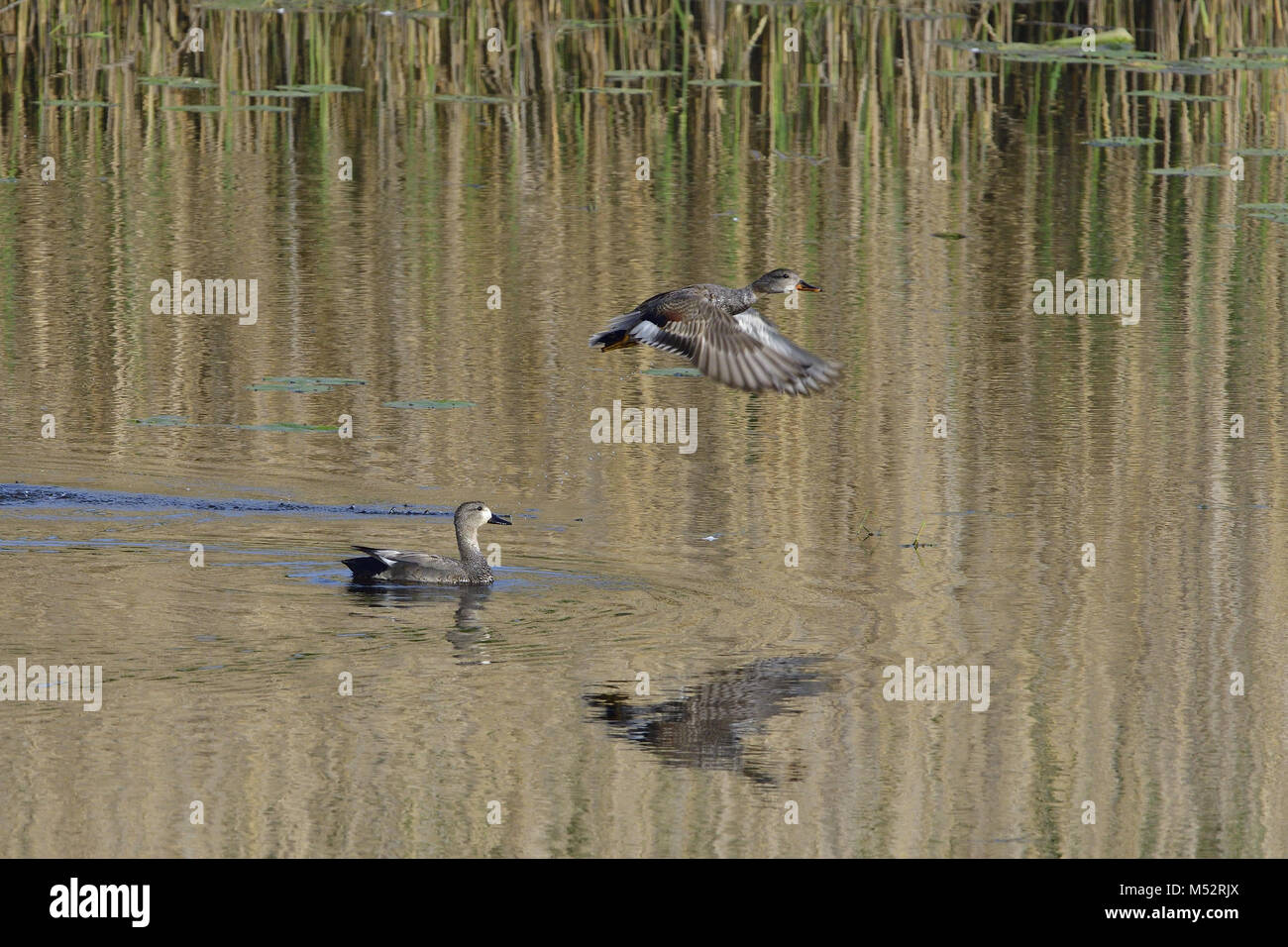 Gadwall feeding hi-res stock photography and images - Alamy