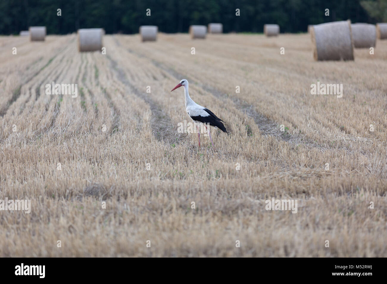 Stork farm stork bird hi-res stock photography and images - Alamy
