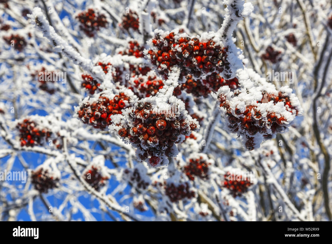 Frosted berries landscape hi-res stock photography and images - Alamy