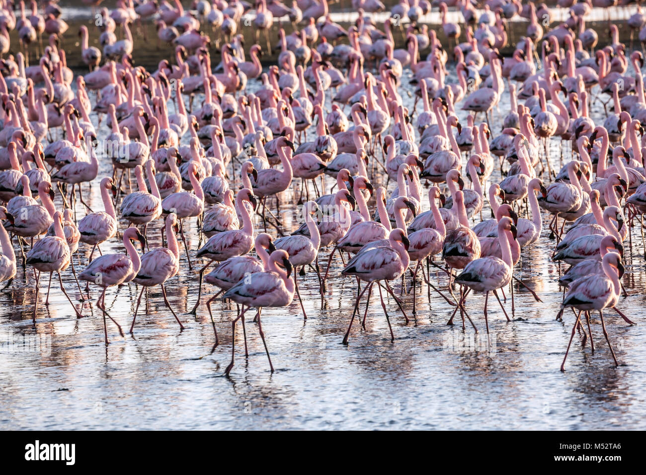 Pink flamingo walking sunset hi-res stock photography and images - Alamy