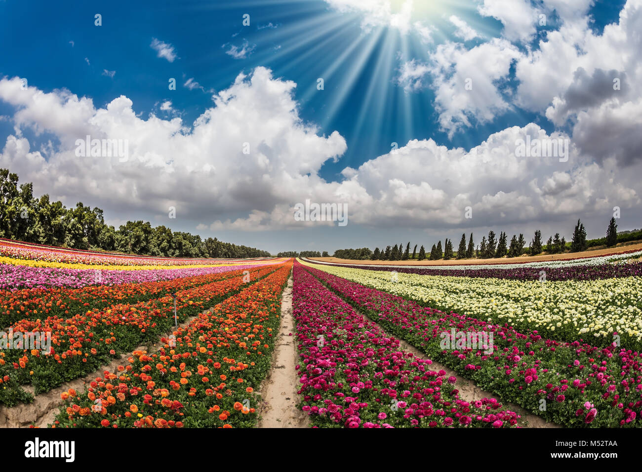 Gaza flower hi-res stock photography and images - Alamy