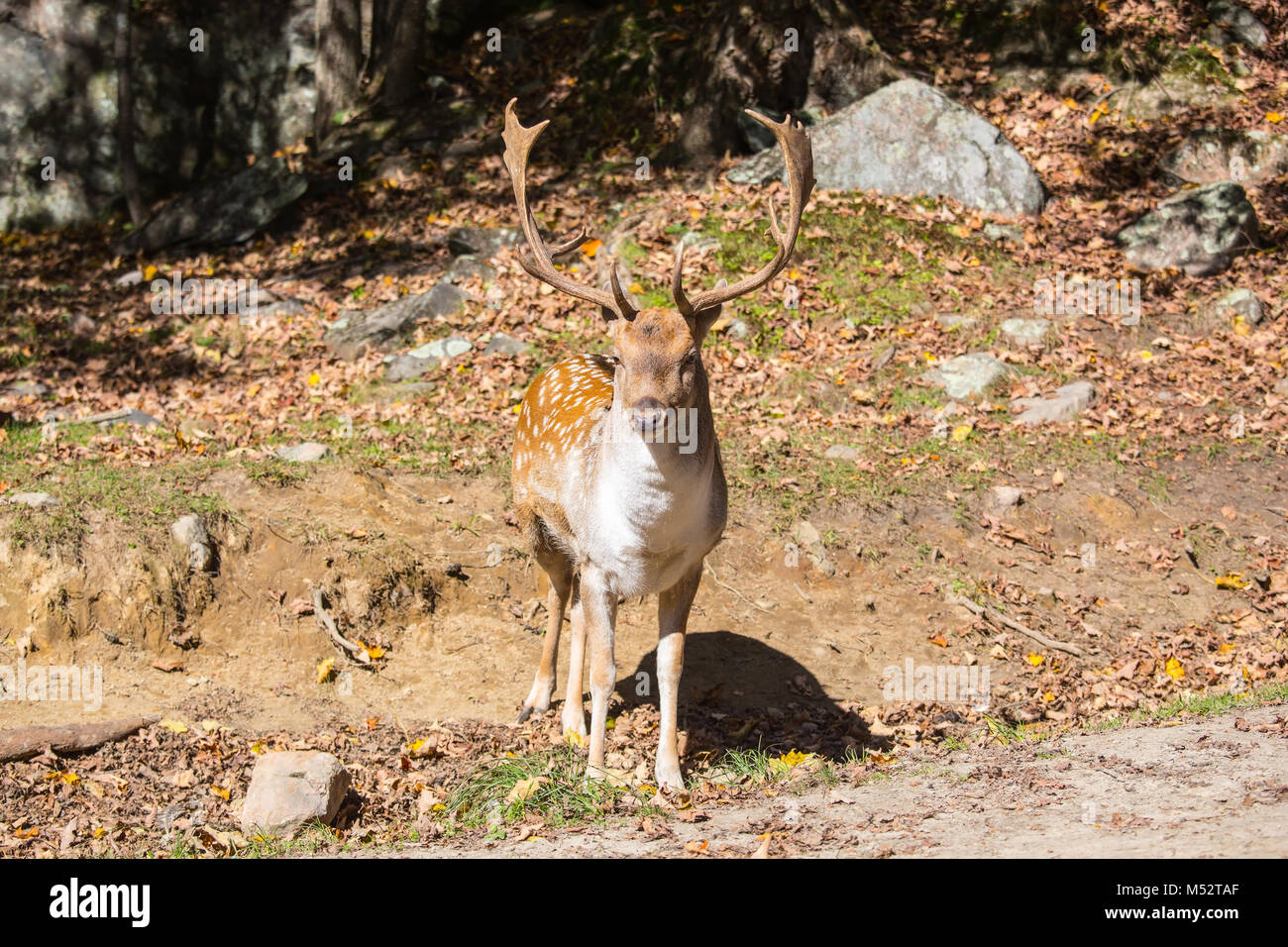 Wild spotted deer came to the edge of the forest Stock Photo - Alamy