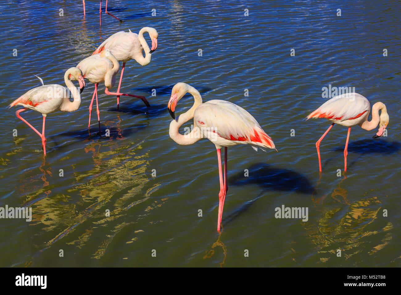 Pink flamingos at sunset hi-res stock photography and images - Alamy