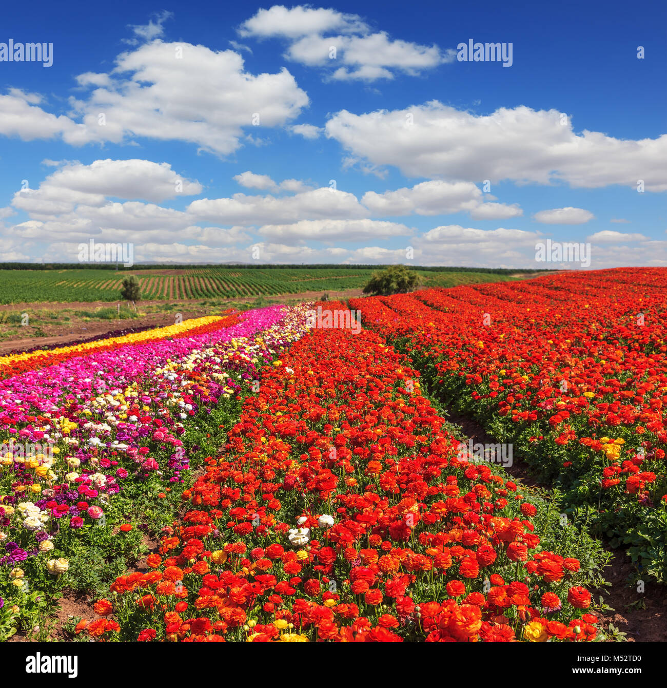 Bright red blooming field Stock Photo - Alamy