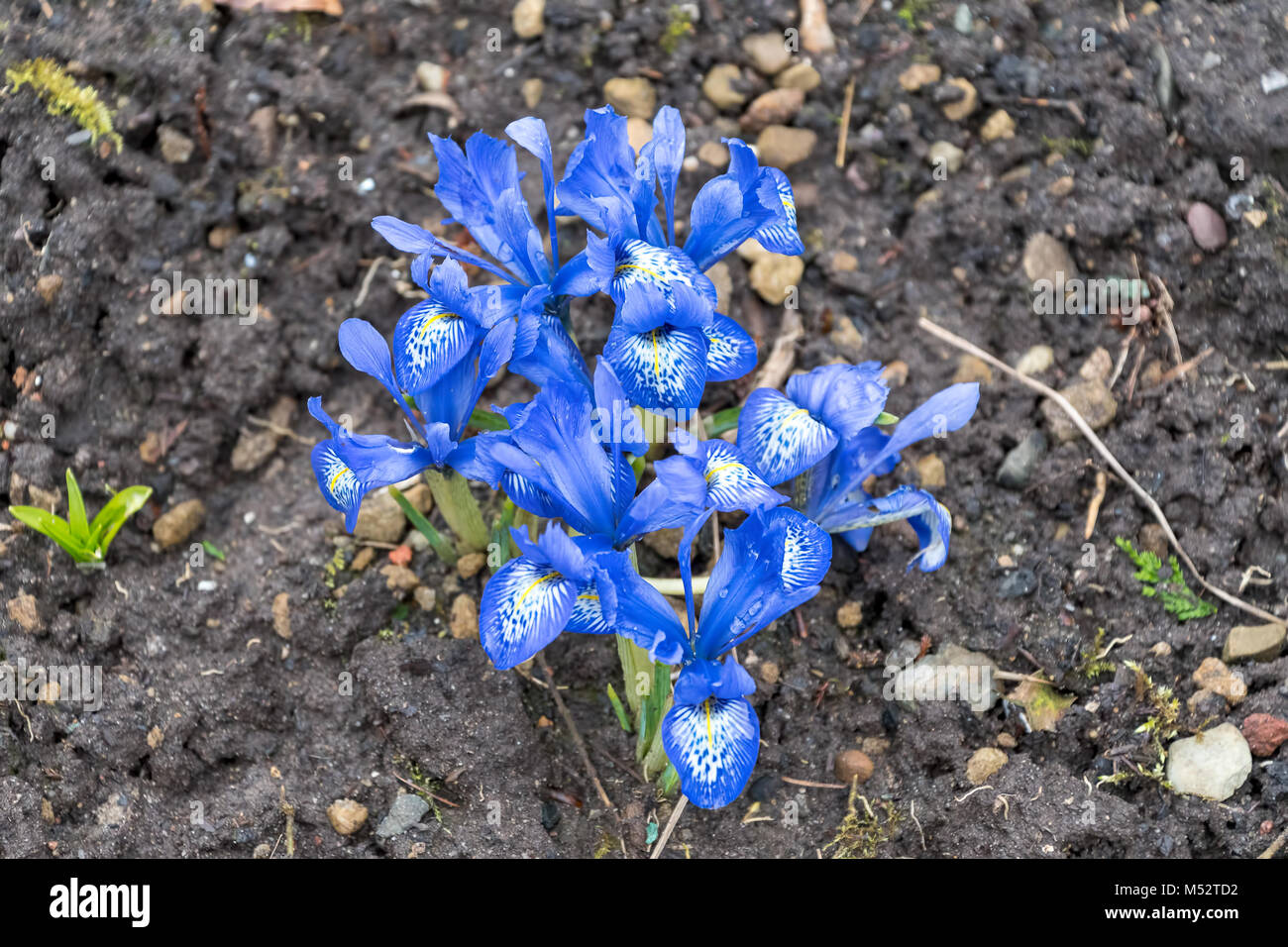 Blue and White Iris flower growing in the ground Stock Photo - Alamy