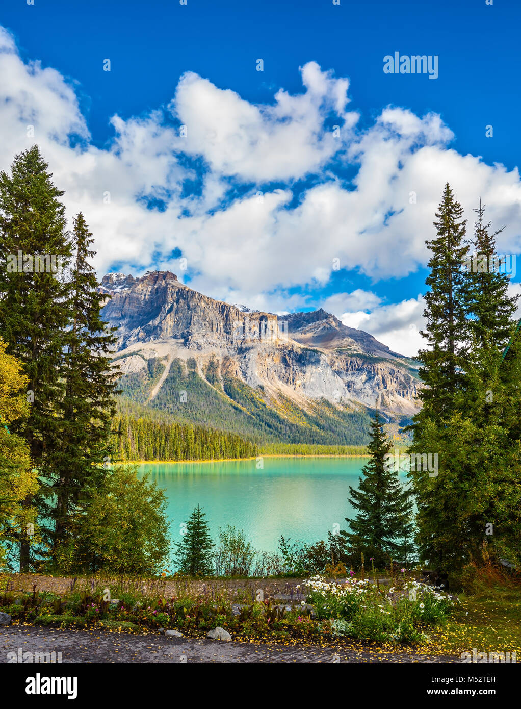 Glade forest hi-res stock photography and images - Alamy