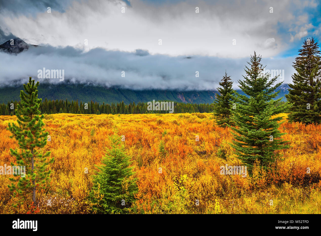 Fir trees canada hi-res stock photography and images - Alamy