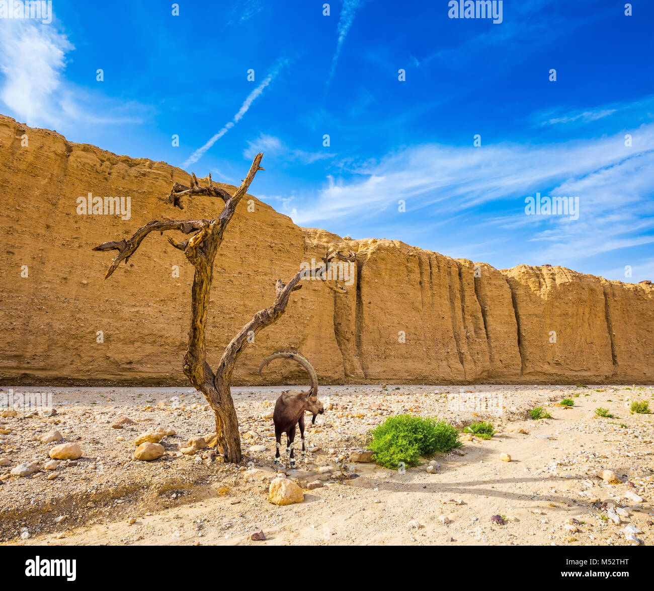 Grazing goat hi-res stock photography and images - Alamy