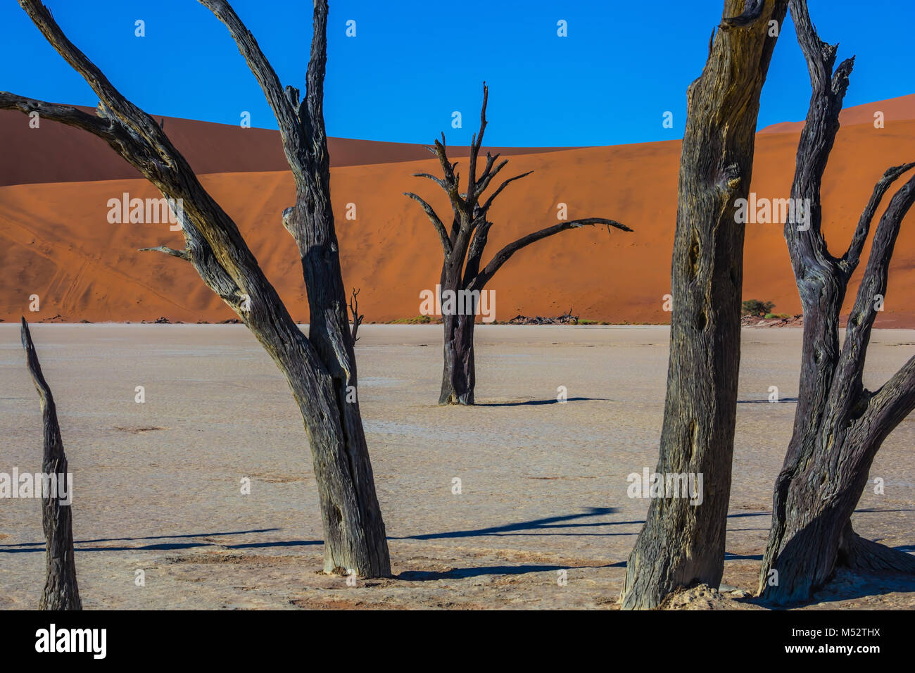 Morning long shadows of dry trees Stock Photo - Alamy