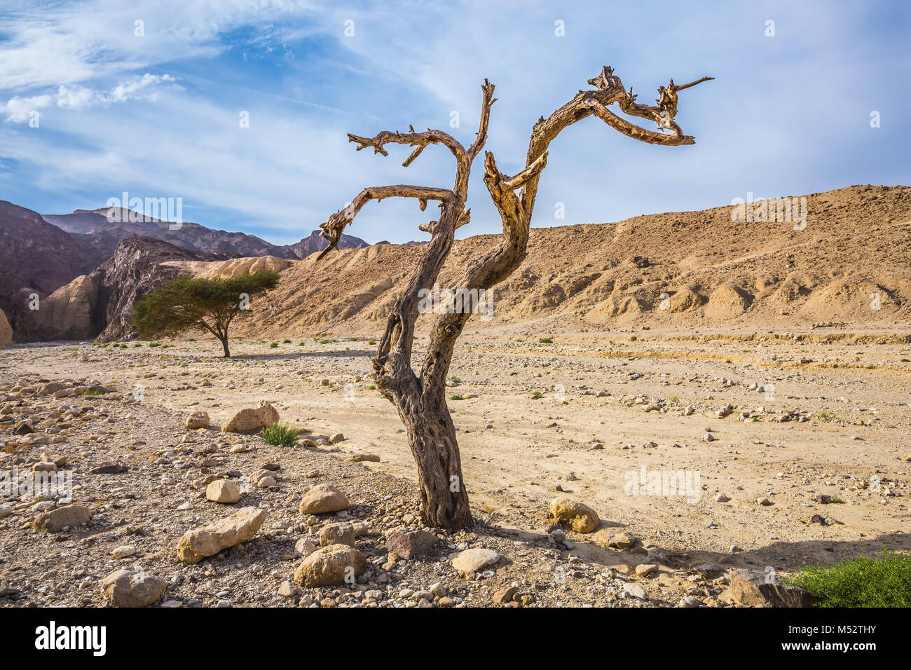 Dried tree hi-res stock photography and images - Alamy
