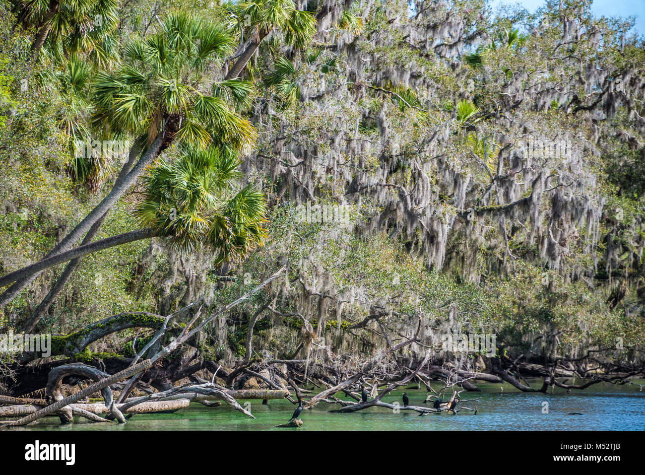 Blue Spring inlet along the St. Johns River at Blue Spring State Park ...