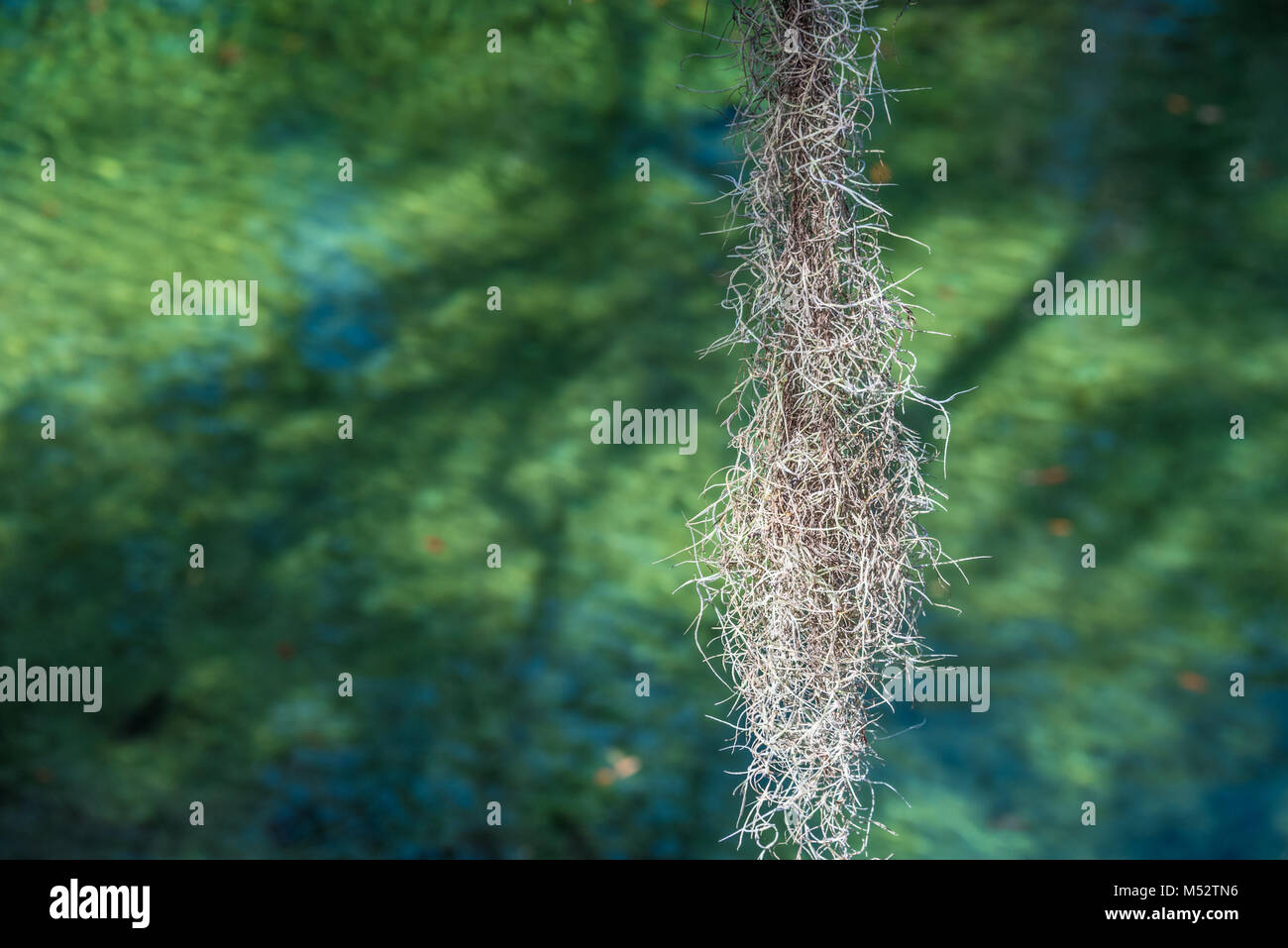 Spanish moss hanging alongside the blue green waters of Blue Spring ...