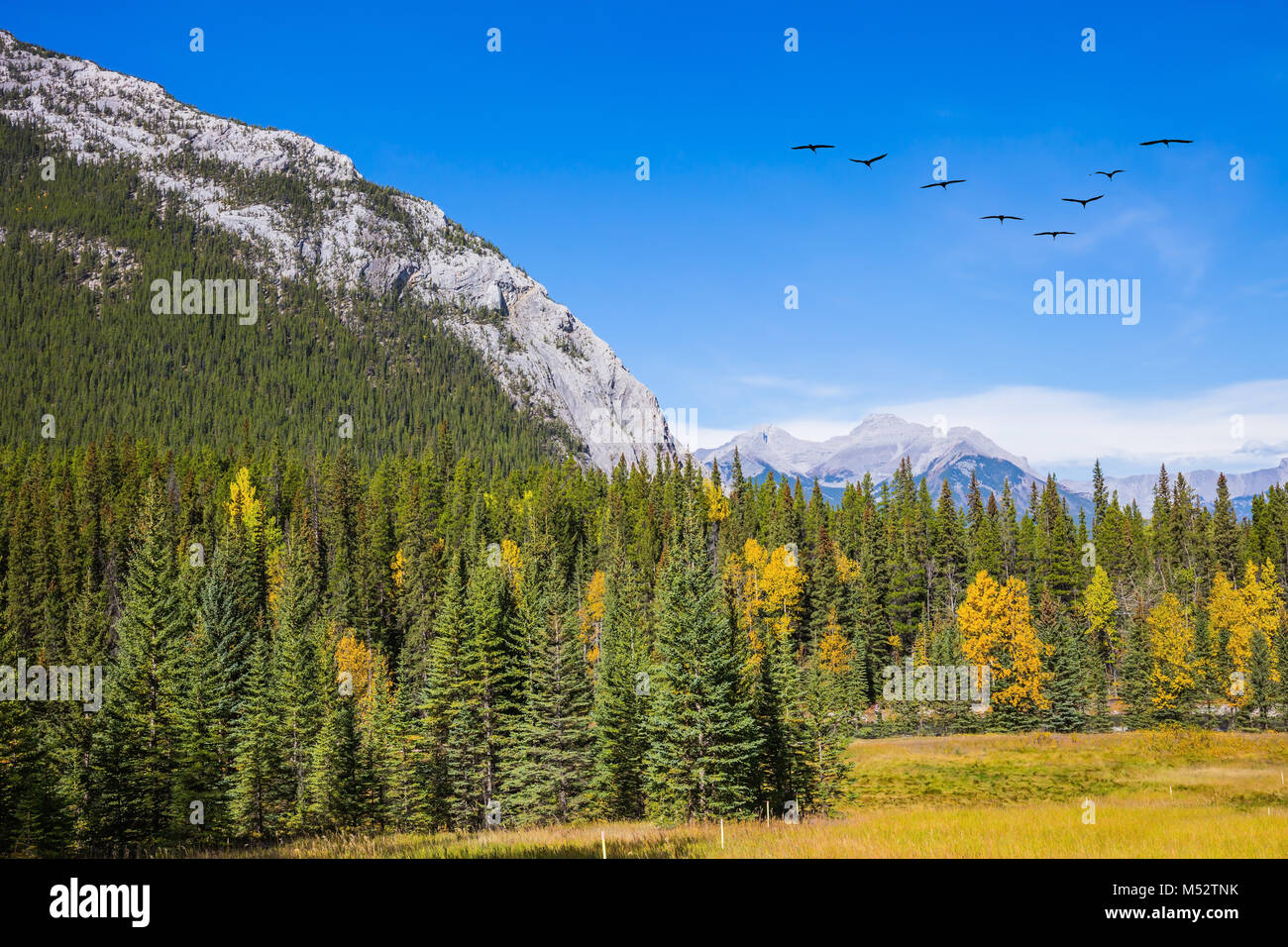 Autumn migratory birds hi-res stock photography and images - Alamy